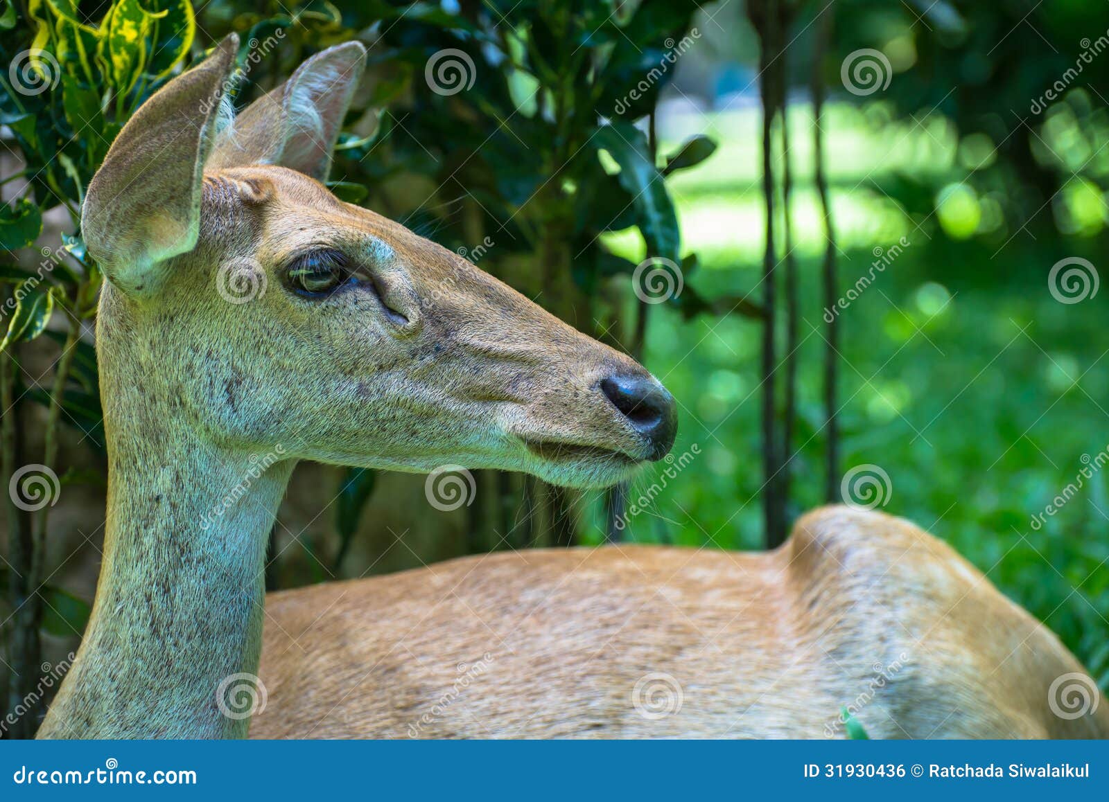 Roe deer doe stock photo. Image of stag, park, animal - 31930436