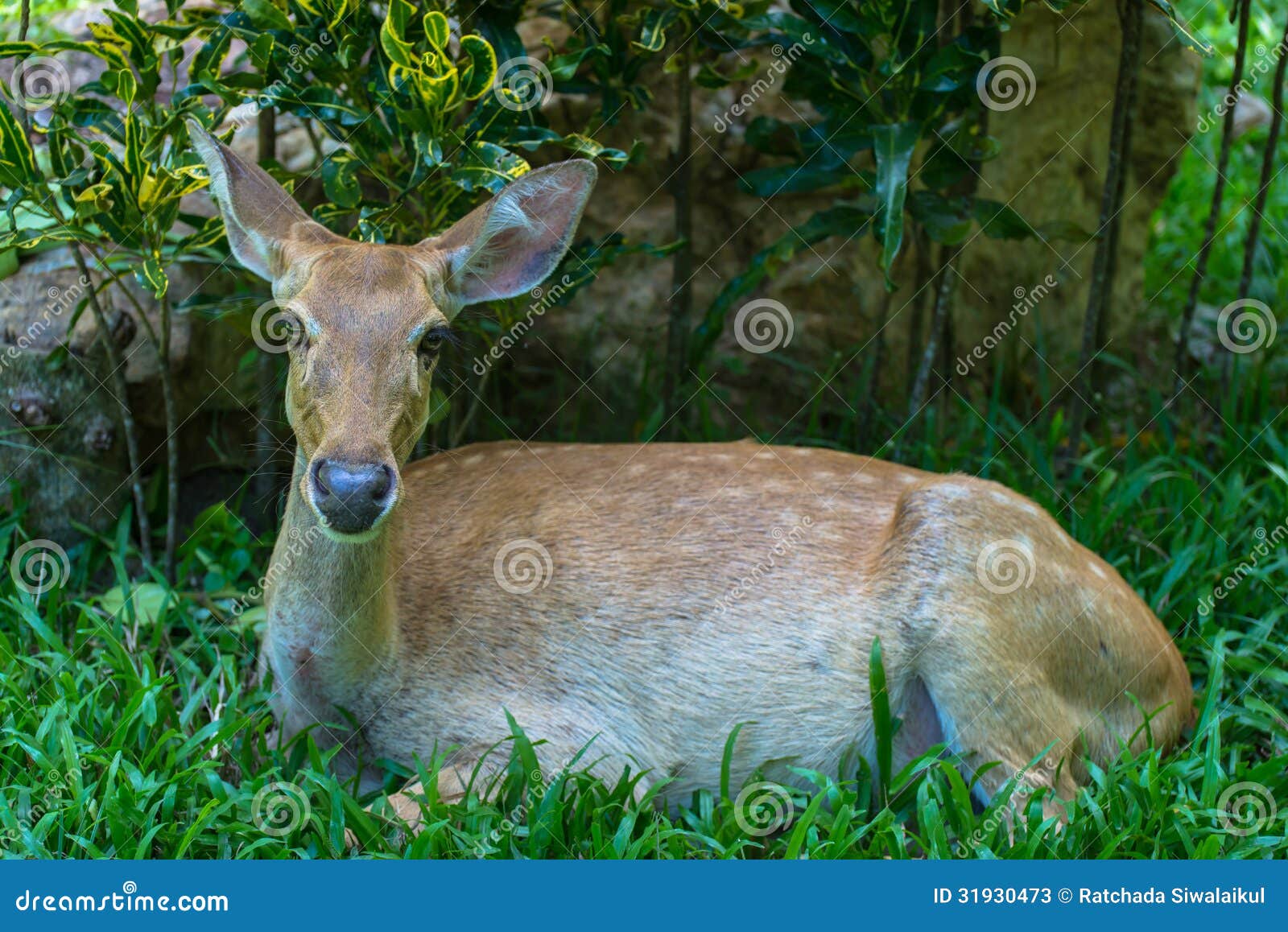 Roe deer doe stock image. Image of animals, stag, crowd - 31930473