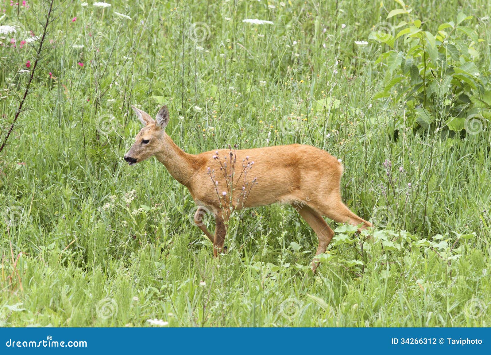 Roe deer doe walking stock photo. Image of ears, animal - 34266312