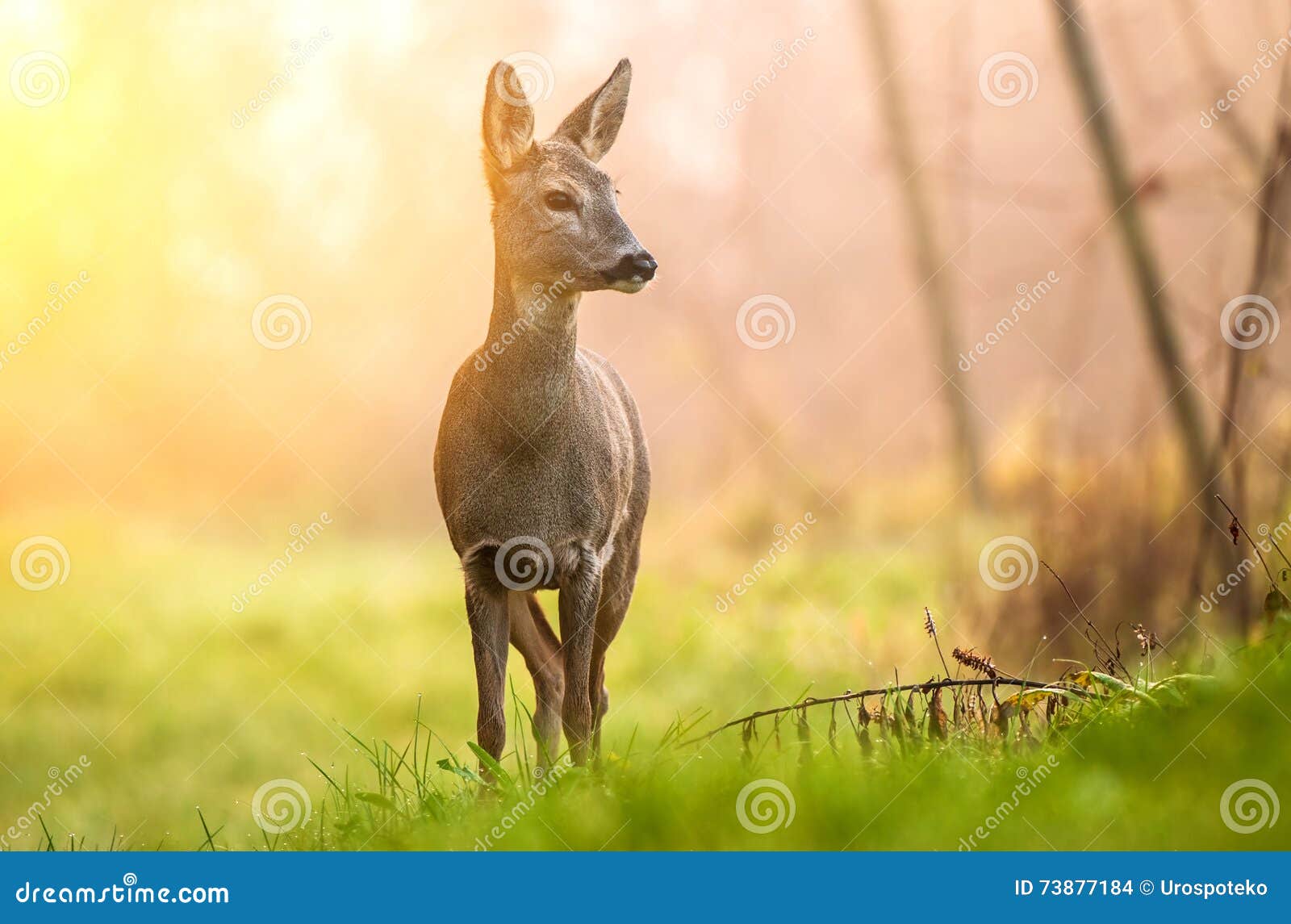 Roe Deer in Early Morning Light Stock Photo - Image of woods, western ...