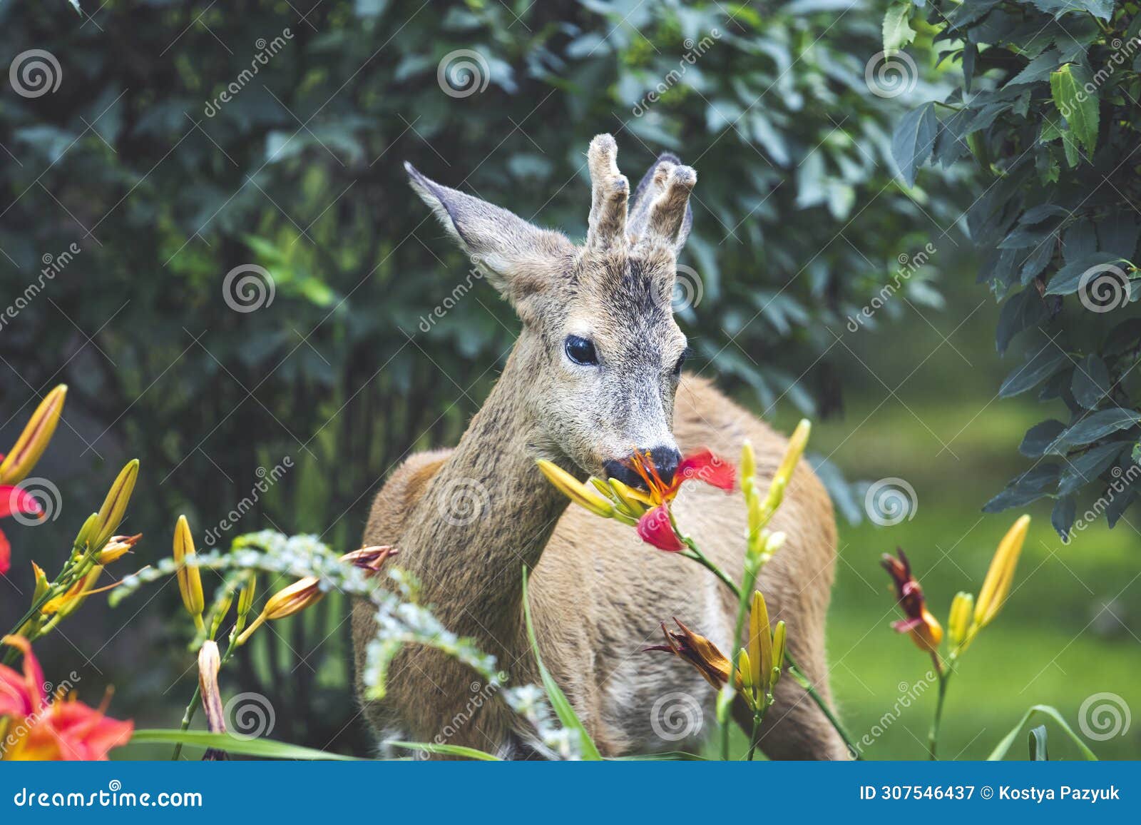 Roe Deer Eats Beautiful Spring Flowers Stock Image - Image of feeding ...