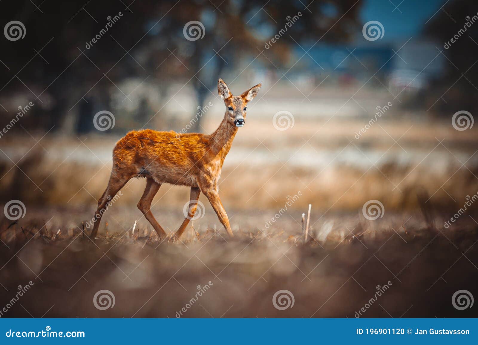 Roe deer fall stock photo. Image of natural, beauty - 196901120
