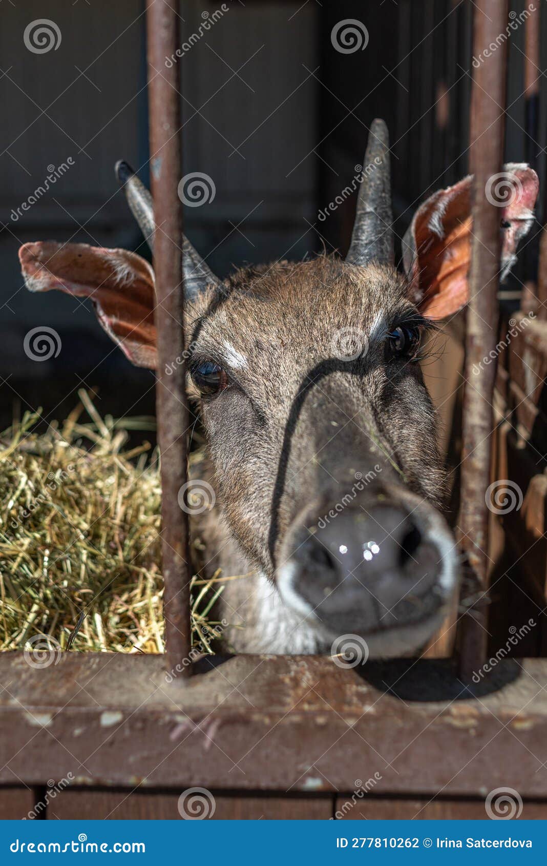 Roe Deer on a Farm in a Corral Pulling Its Muzzle Stock Photo - Image ...