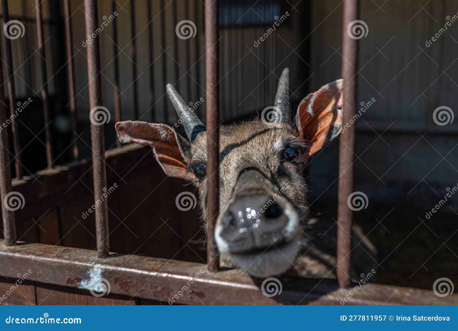 Roe Deer on a Farm in a Corral Pulling Its Muzzle Stock Image - Image ...