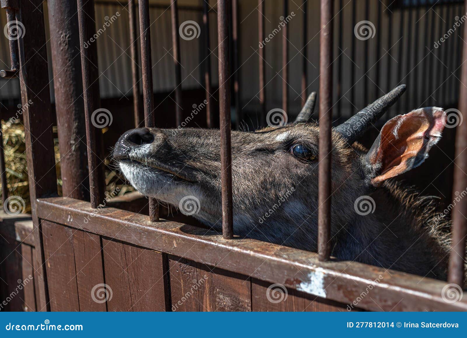 Roe Deer on a Farm in a Corral Pulling Its Muzzle Stock Photo - Image ...