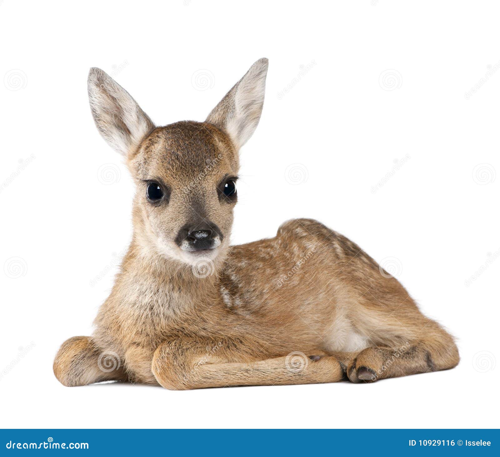 A Baby Deer Fawn Hiding On The Forest Ground. Wild Deer Child In The ...