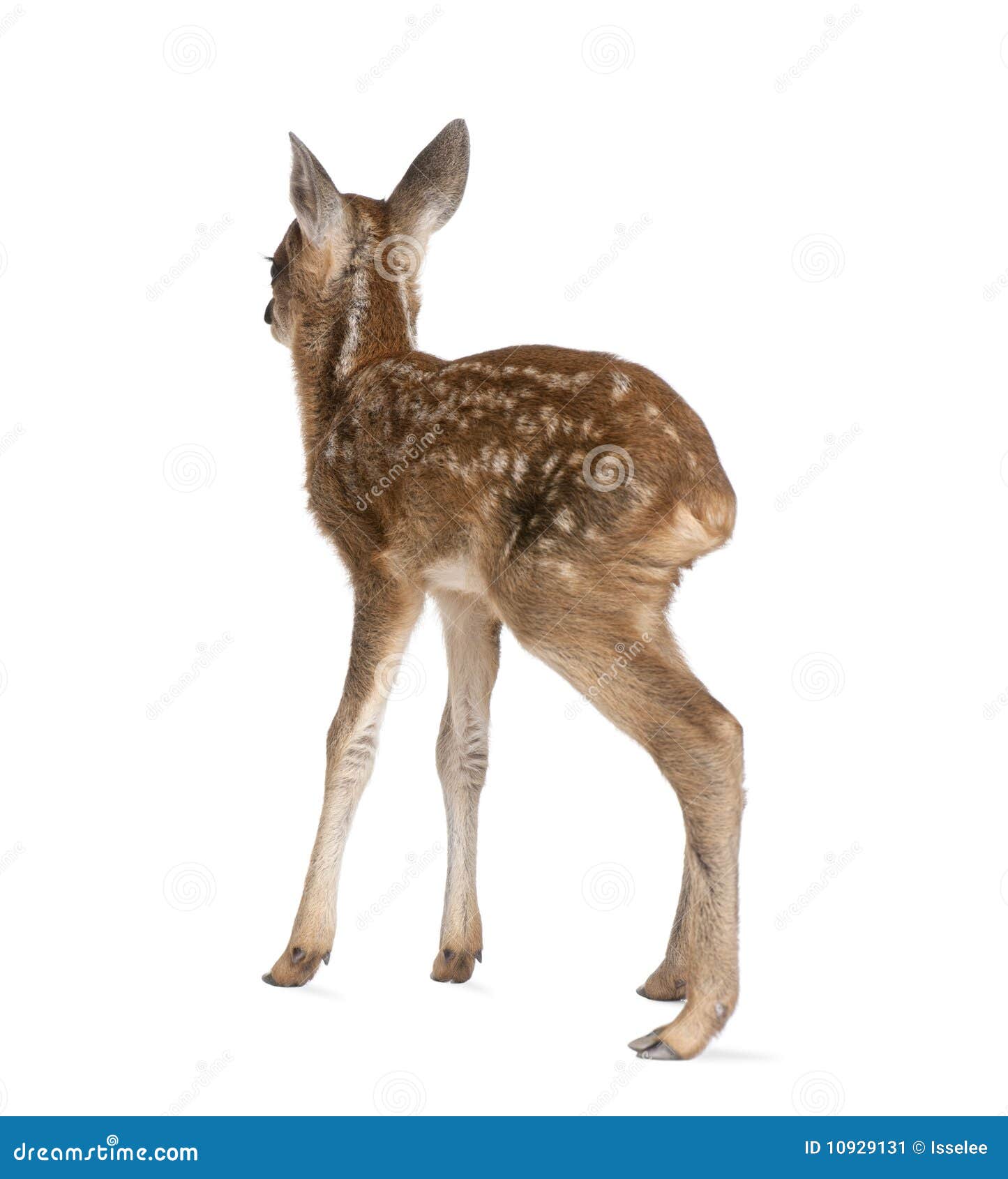 Roe Deer Fawn in Front of a White Background Stock Image - Image of ...