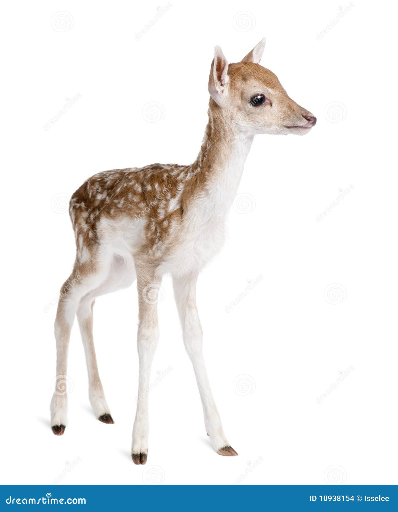 Roe Deer Fawn in Front of a White Background Stock Photo - Image of ...