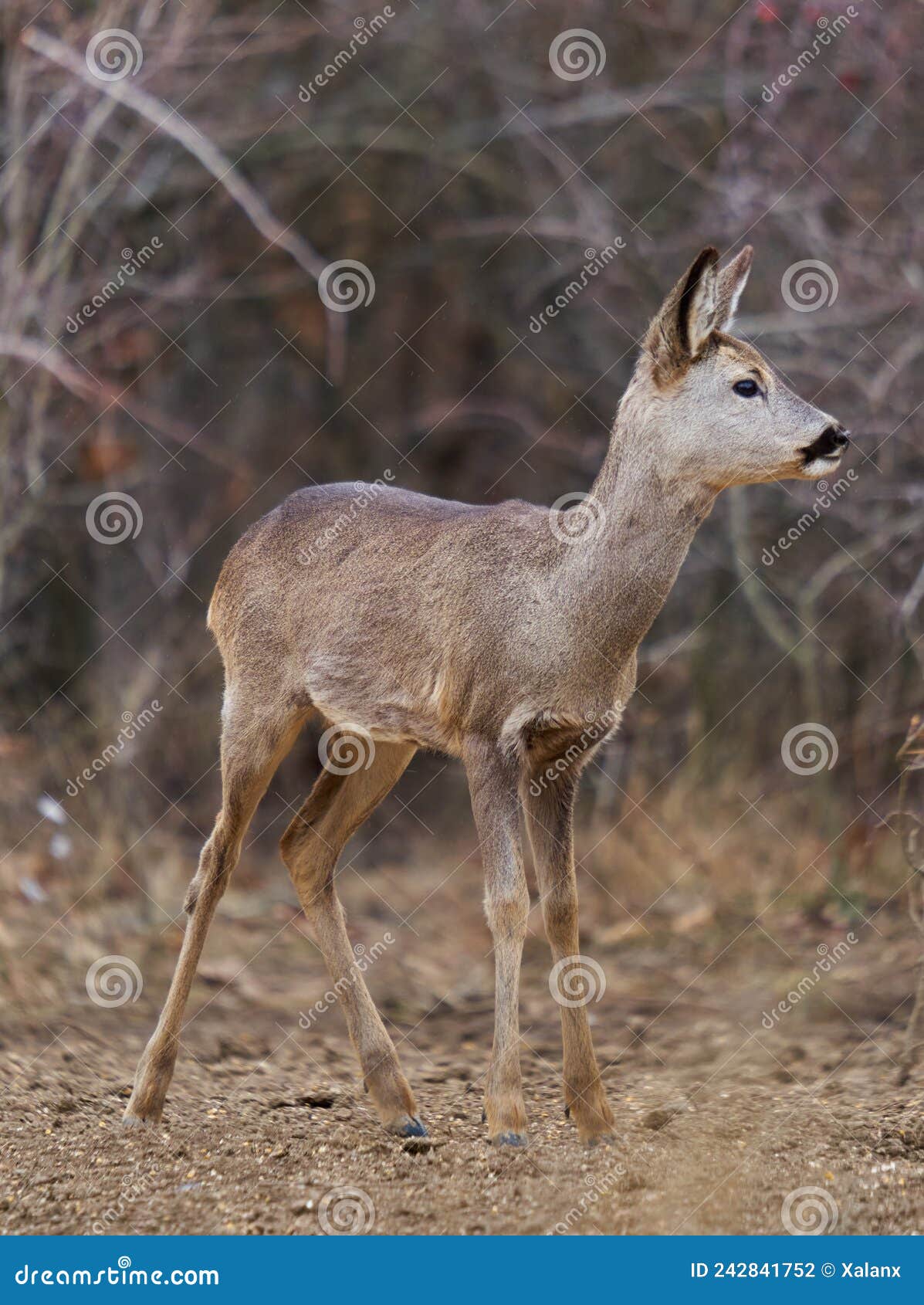 Roe Deer at the Feeding Spot in the Forest Stock Photo - Image of ...