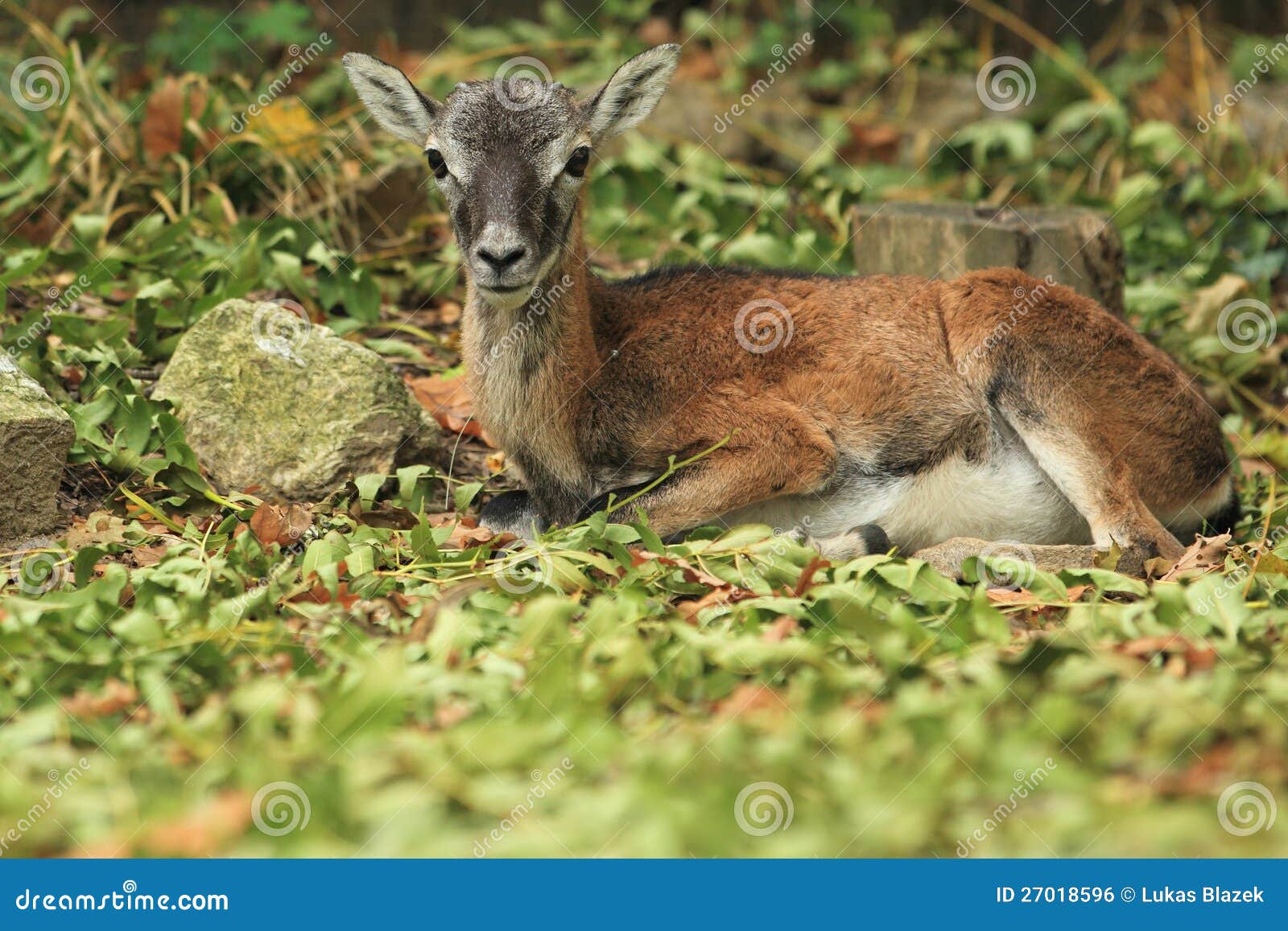 Roe deer female stock photo. Image of deer, lying, mammal - 27018596