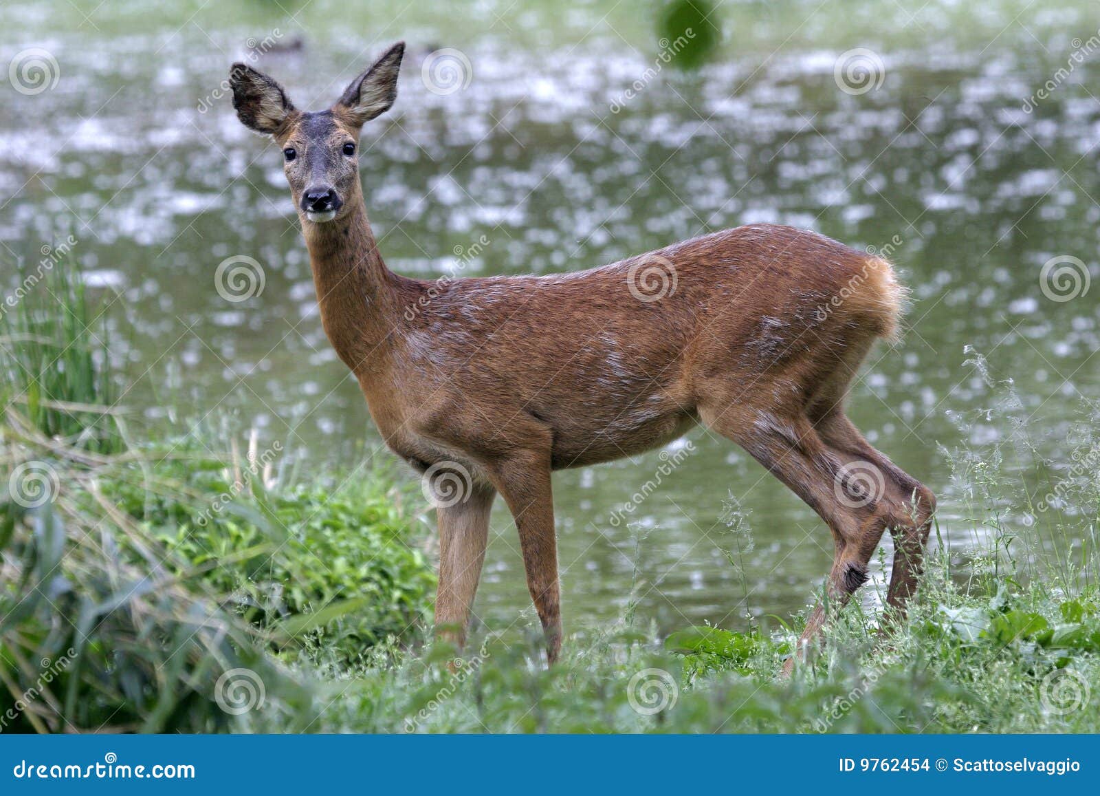 Roe Deer Female, Capreolus Capreolus Stock Photo - Image of hunting ...