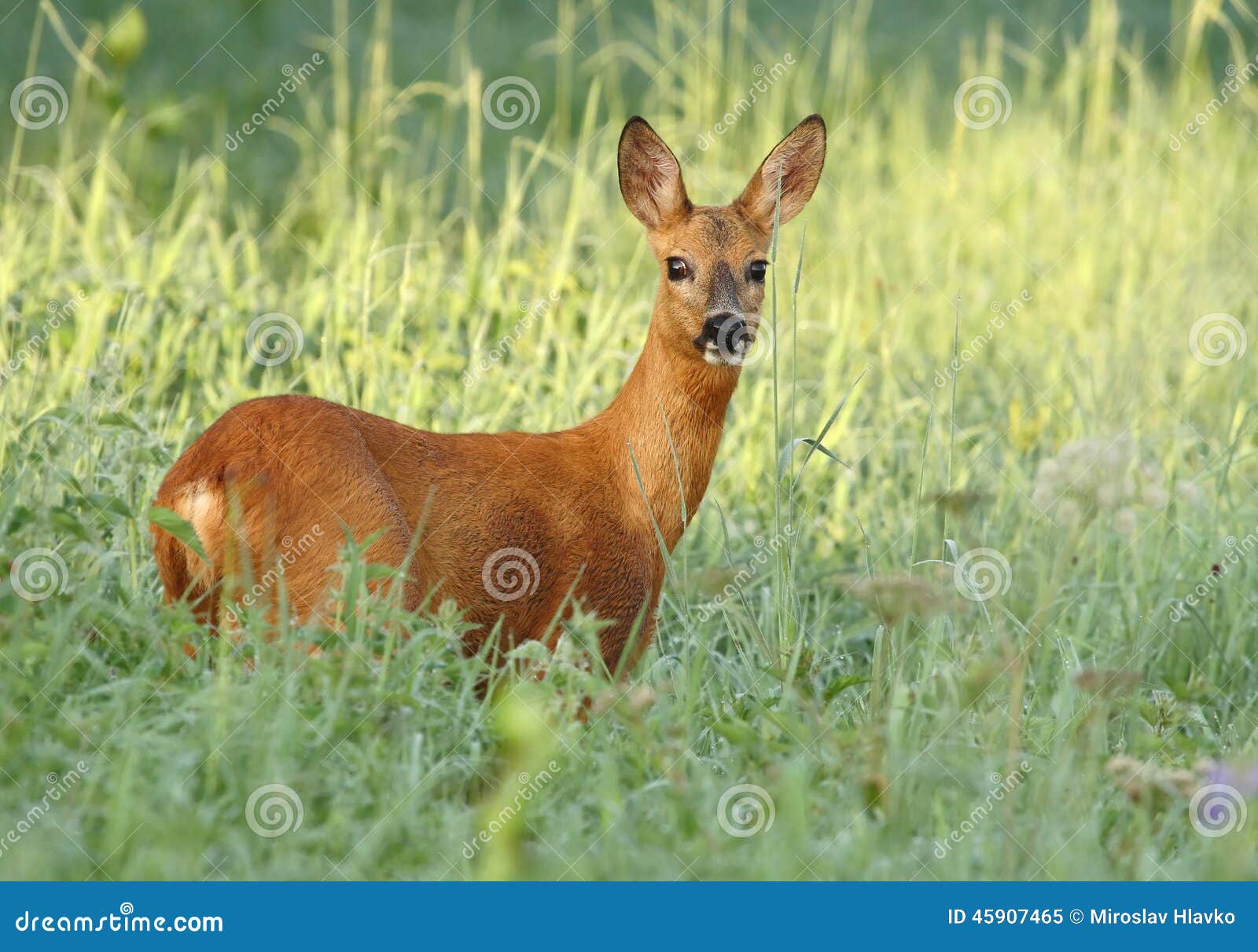 Roe Deer Female Stock Photo - Image: 45907465