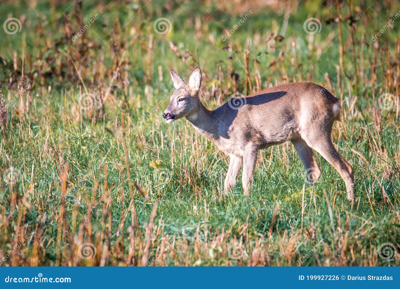 Roe deer female in meadow stock photo. Image of forest - 199927226