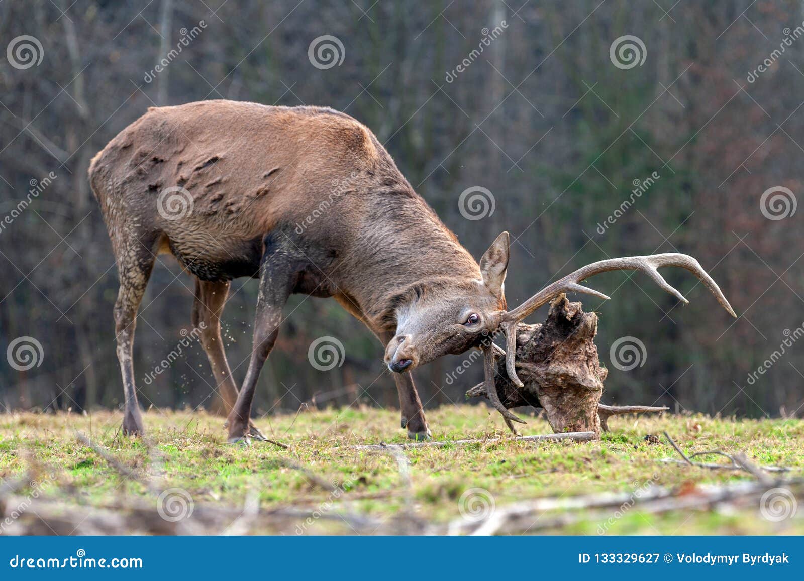Roe Deer Fight the Root of the Tree Stock Image - Image of hart ...