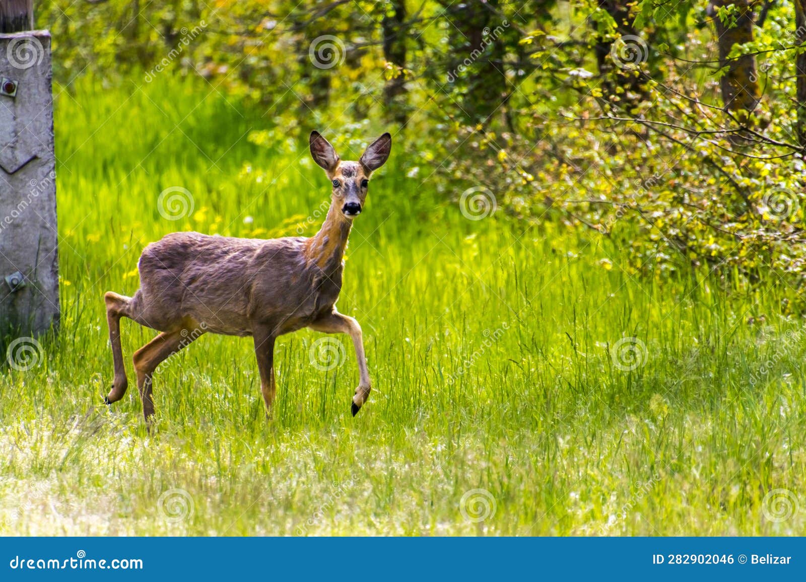 Roe Deer in the Forest in Early Spring Stock Photo - Image of walking ...