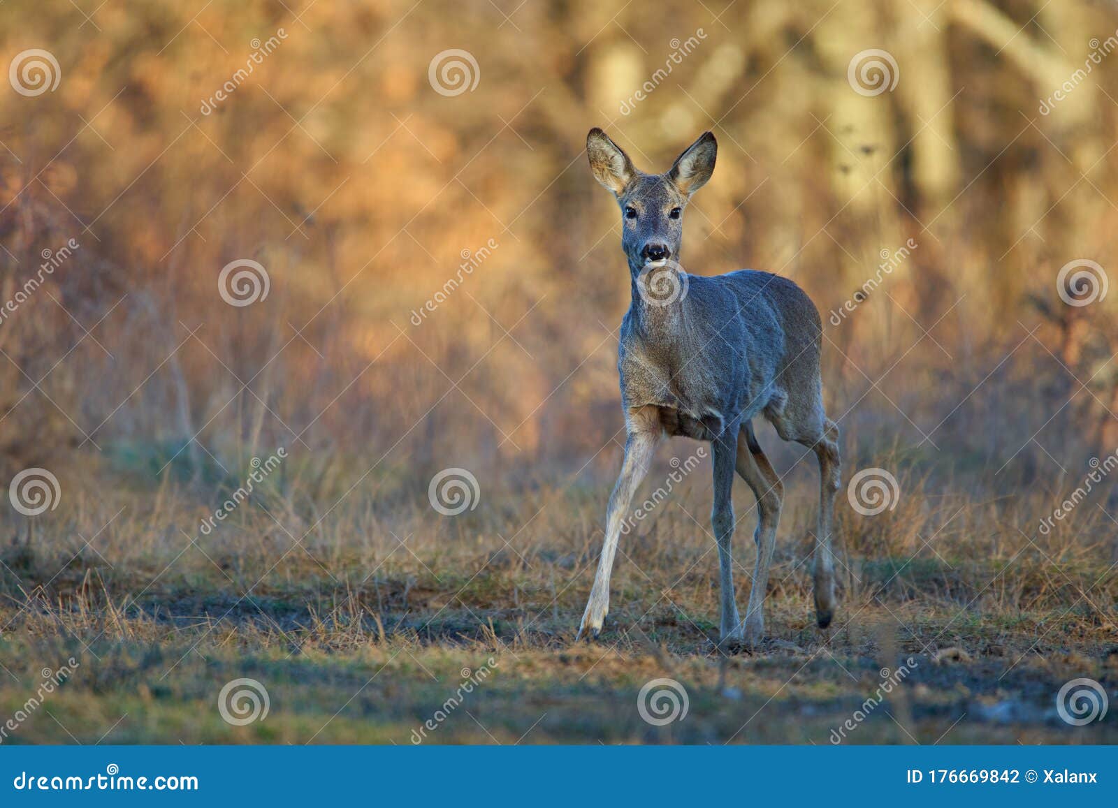 Roe deer in the forest stock photo. Image of spring - 176669842