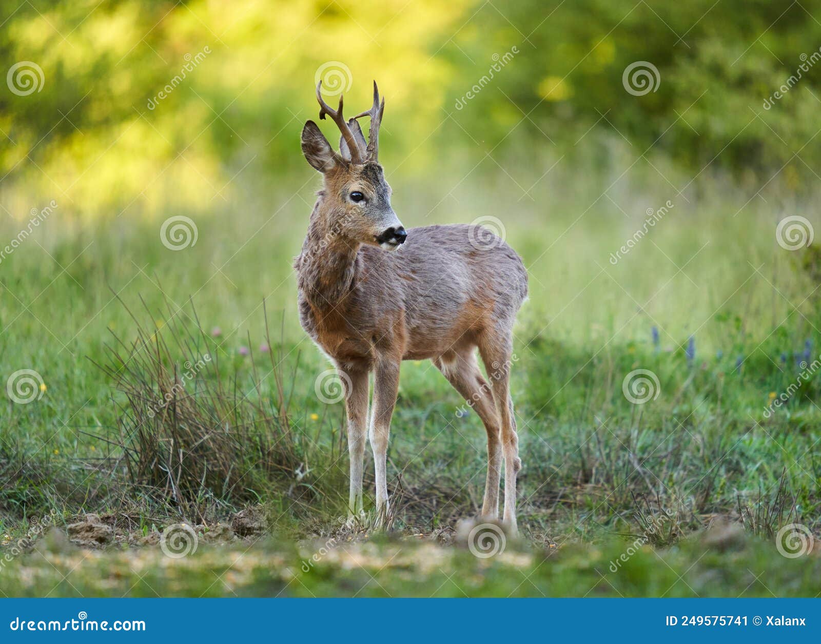 Roe deer by the forest stock image. Image of brown, meadow - 249575741