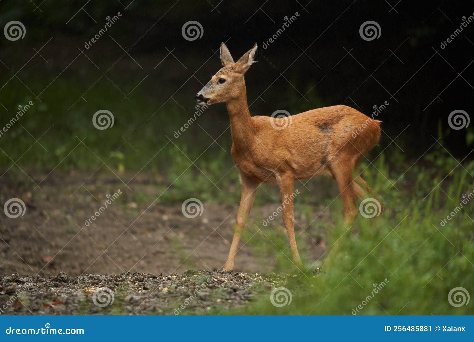 Roe Deer in the Forest during Rain Stock Image - Image of nature ...