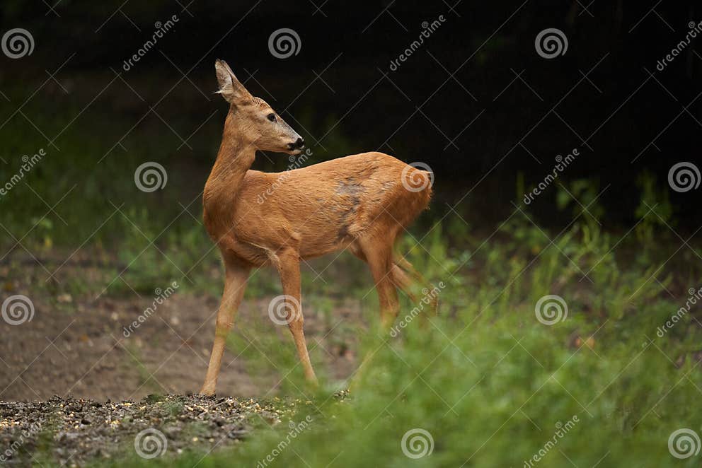 Roe Deer in the Forest during Rain Stock Photo - Image of nature, rain ...