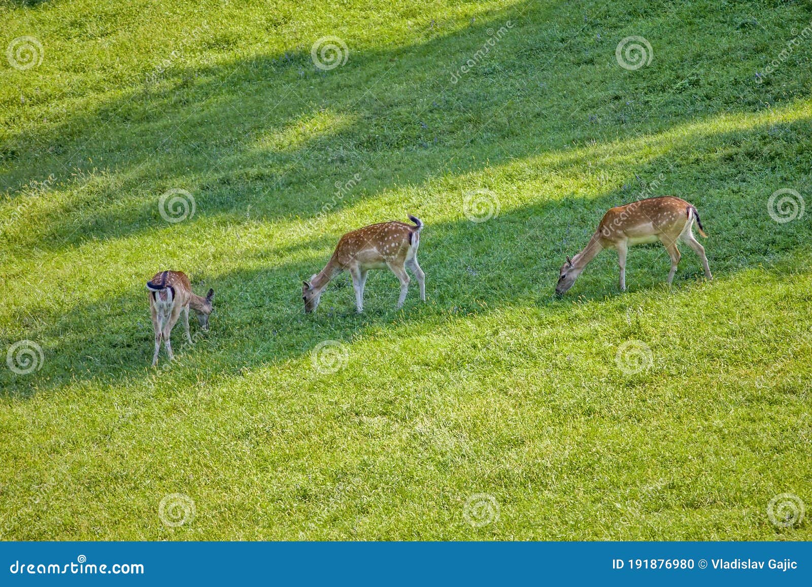 Roe Deer on the Green Field Stock Photo - Image of grassland, natural ...