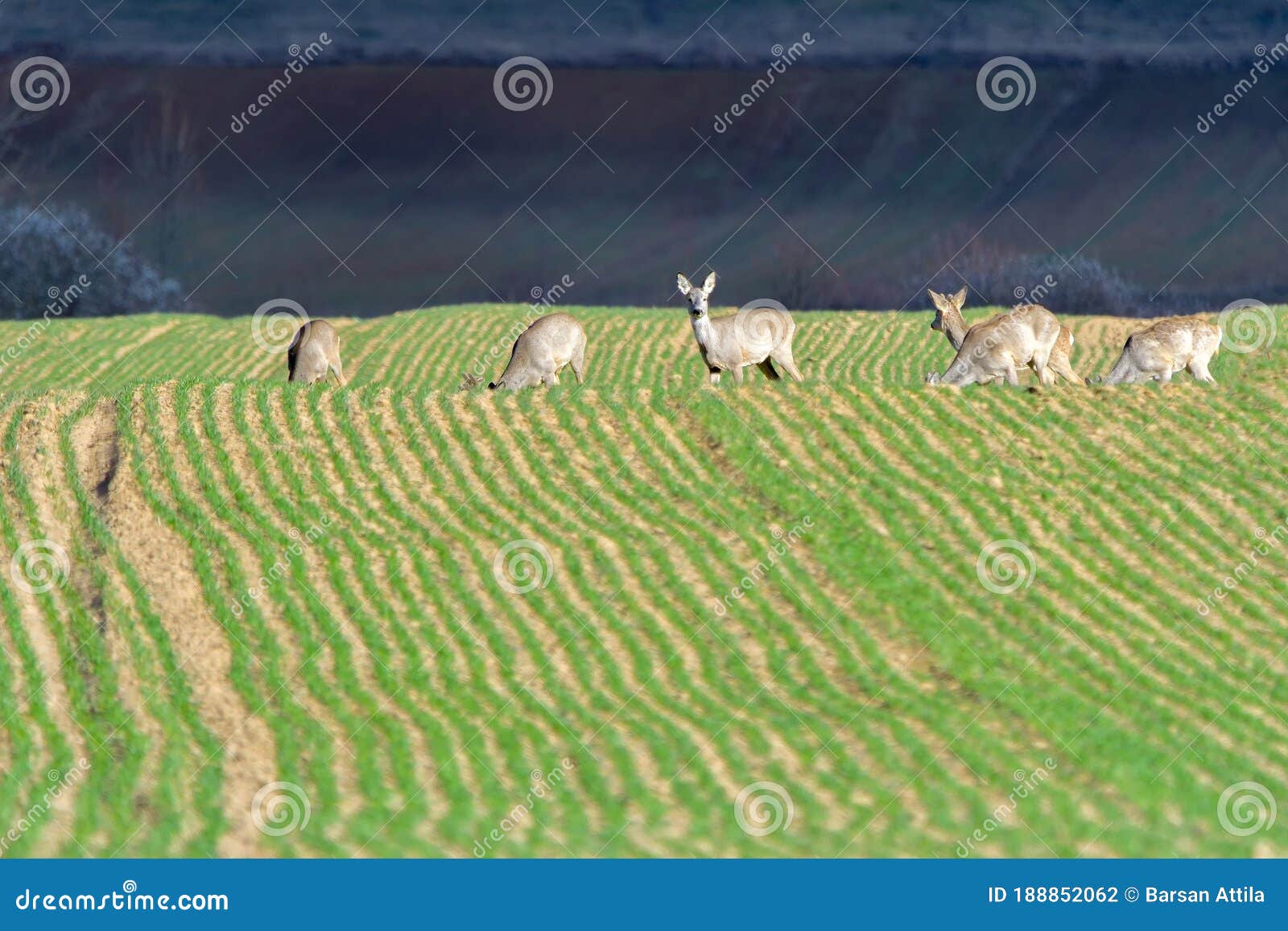 Roe Deer on Green Summer Meadow Stock Photo - Image of green, fauna ...