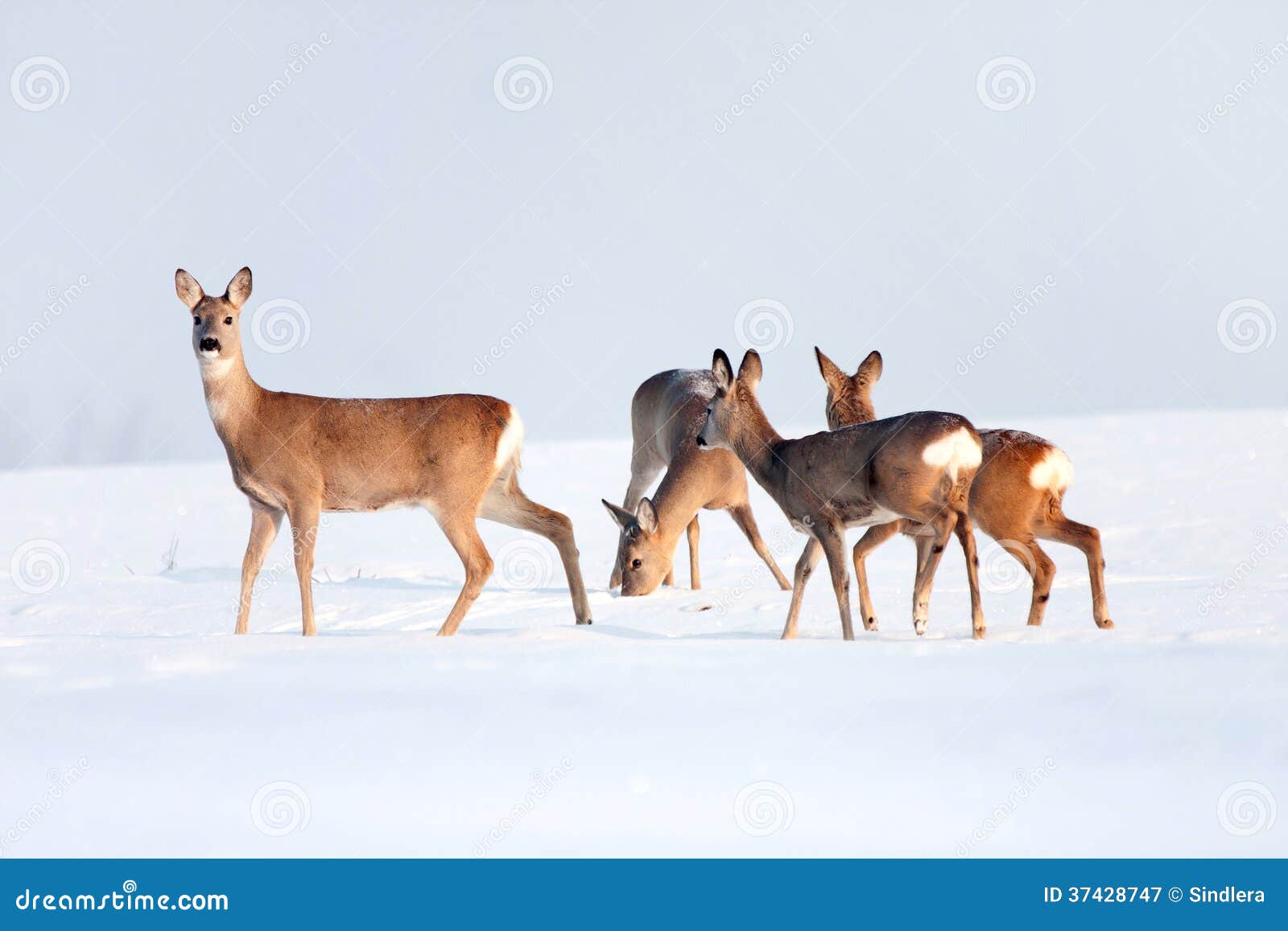 Roe Deer Group in Winter in a Sunny Day. Stock Image - Image of ...