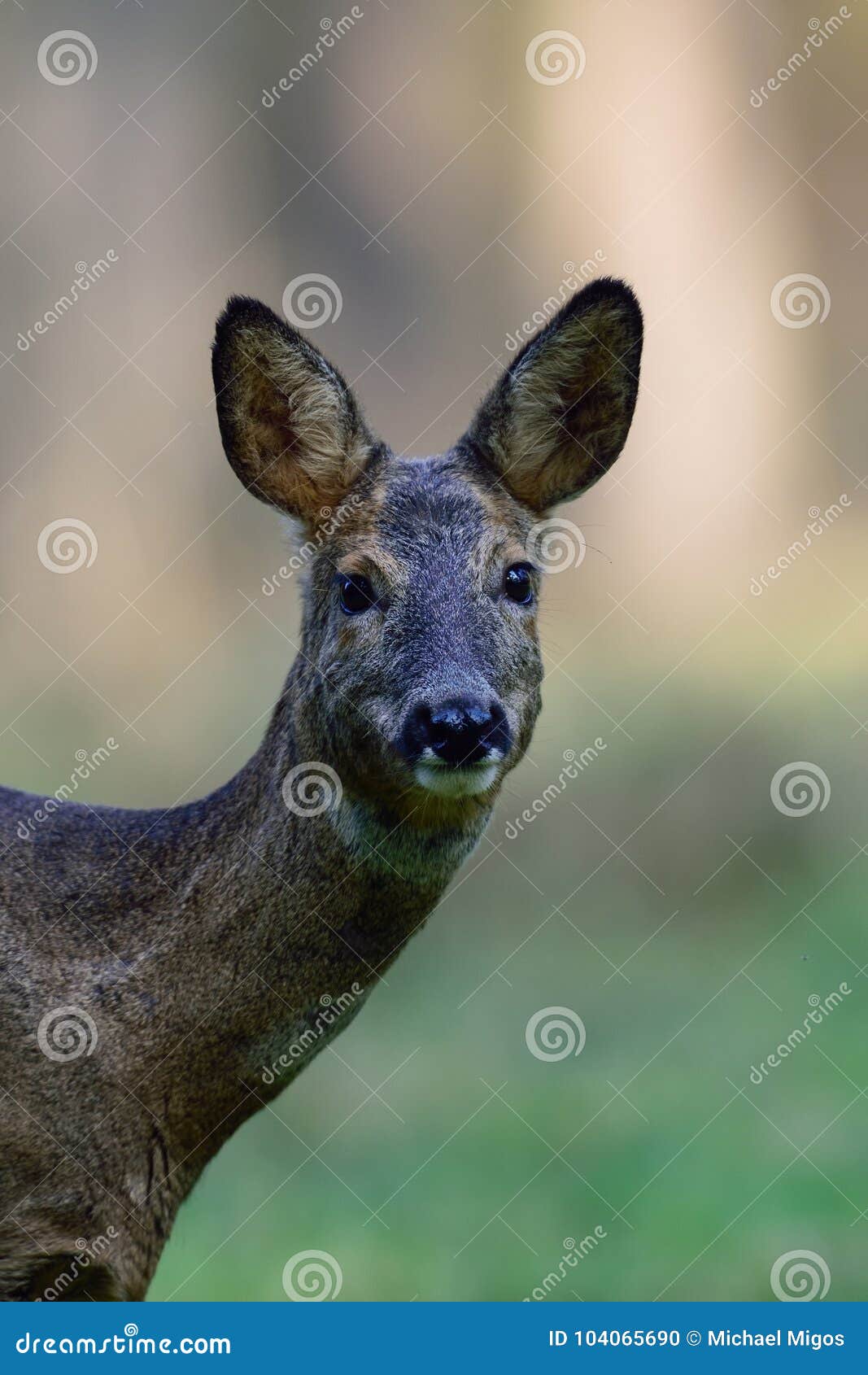 Roe Deer Head Portrait, March Stock Photo - Image of watchful, cute ...