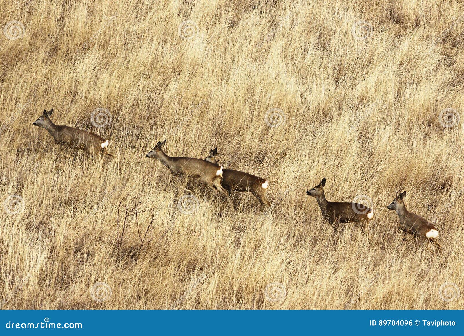 Roe Deer Herd in Big Faded Grass Stock Photo - Image of game, gorgeous ...