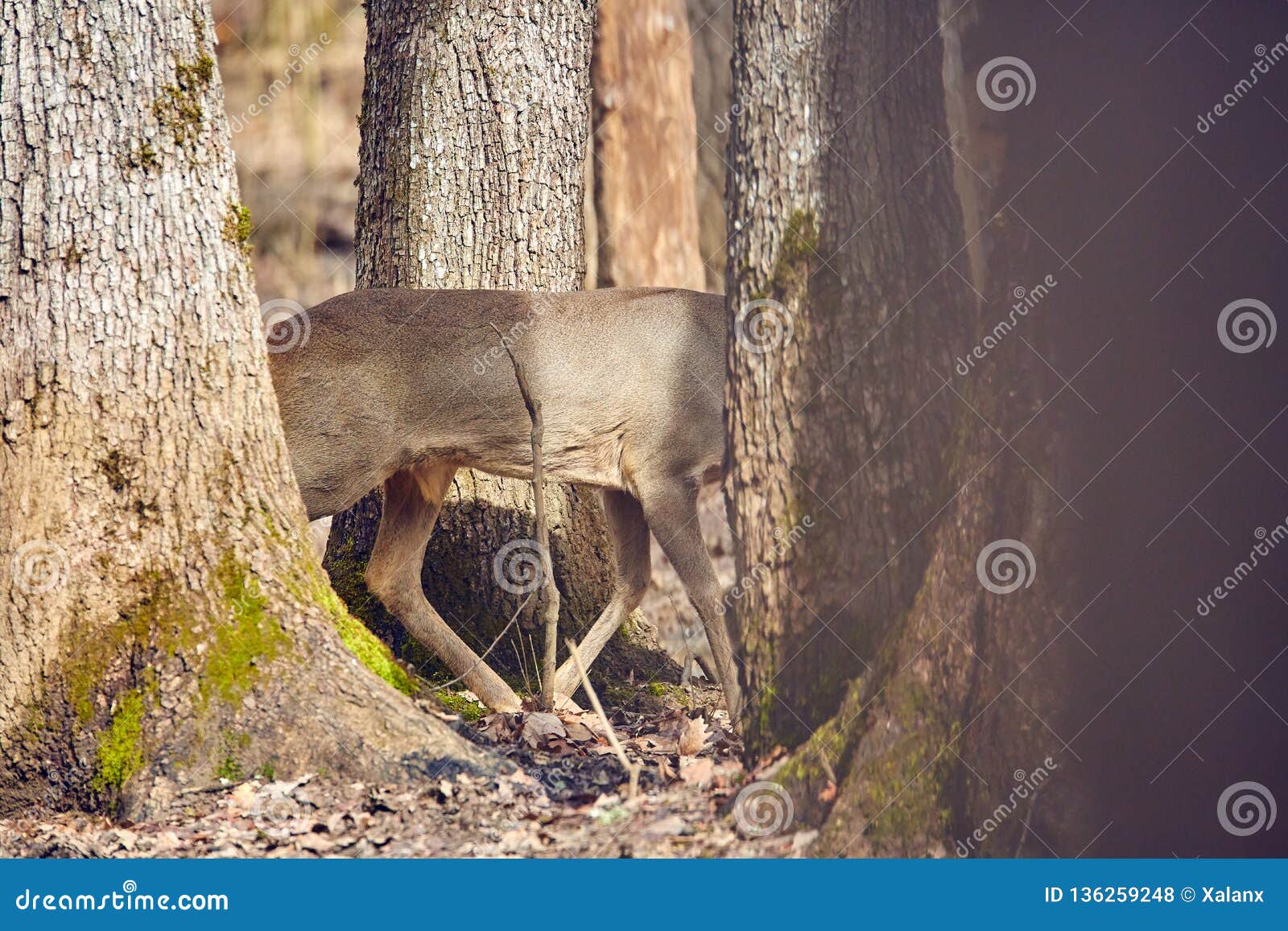 Roe deer hiding stock photo. Image of tail, grass, fauna - 136259248