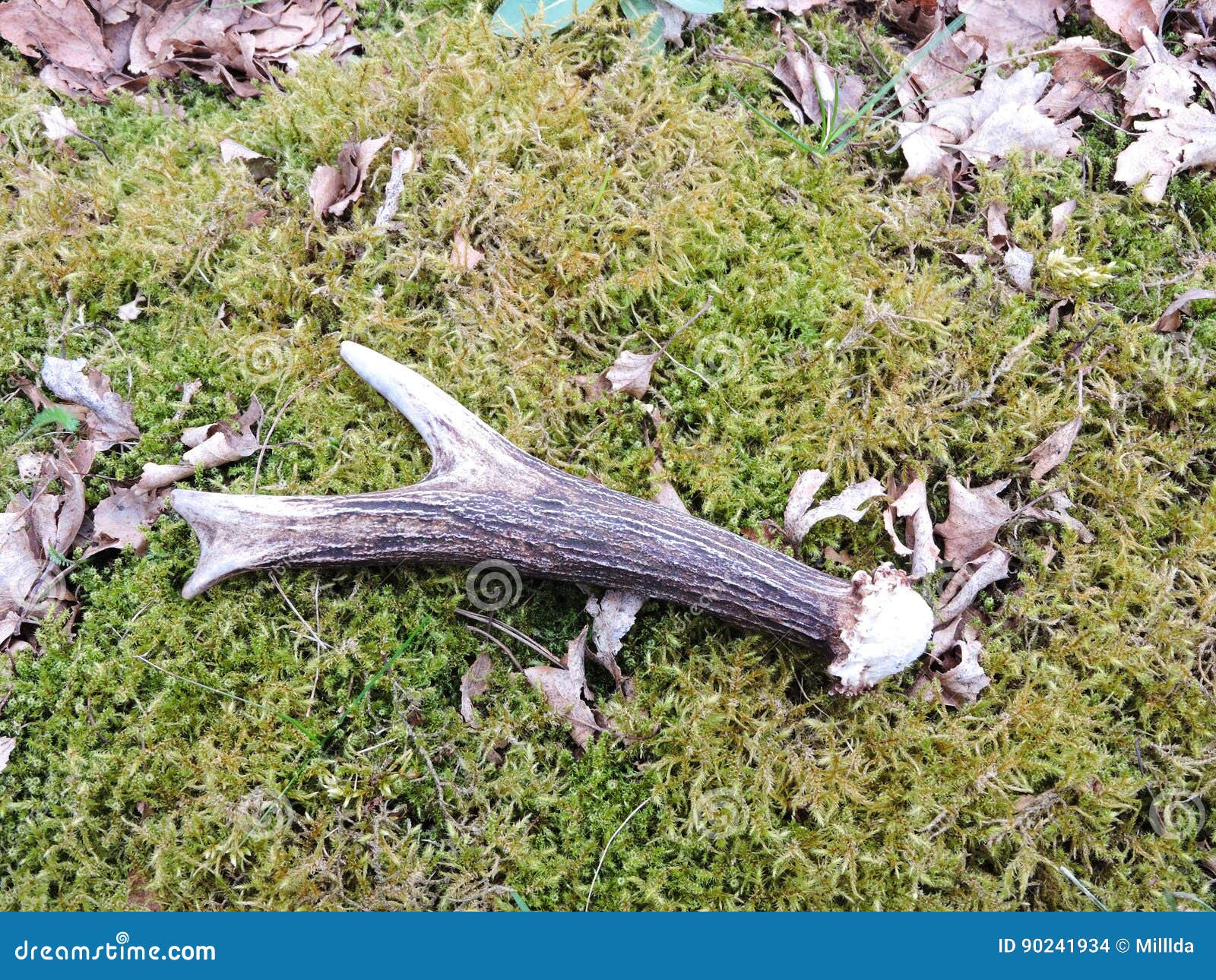Roe deer horn stock photo. Image of nature, view, macro - 90241934