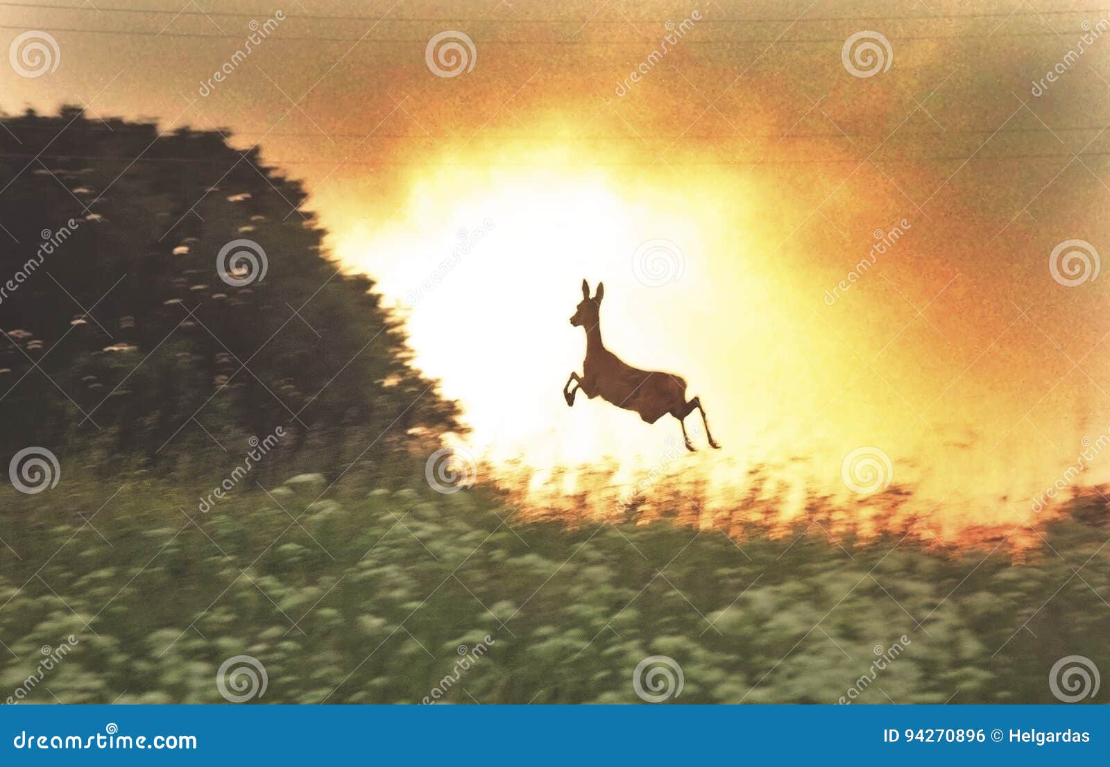 Roe deer jump and a sunset stock photo. Image of fast - 94270896
