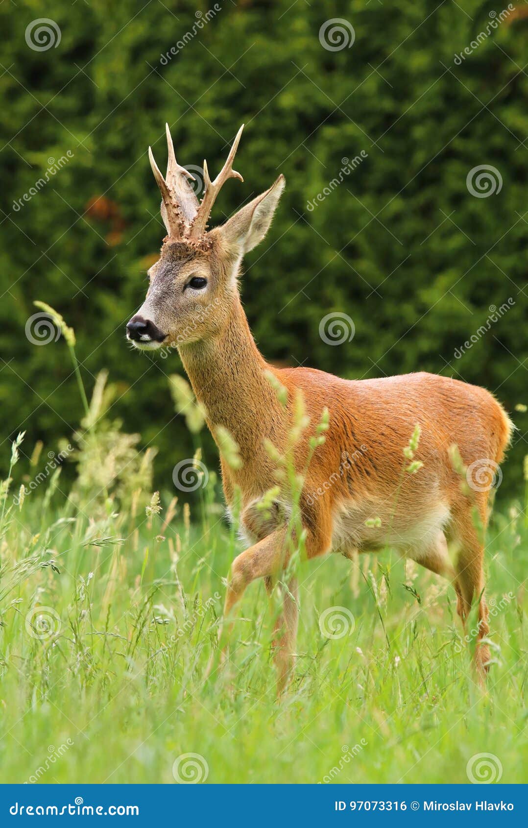 Roe deer male stock photo. Image of deer, hairy, animal - 97073316