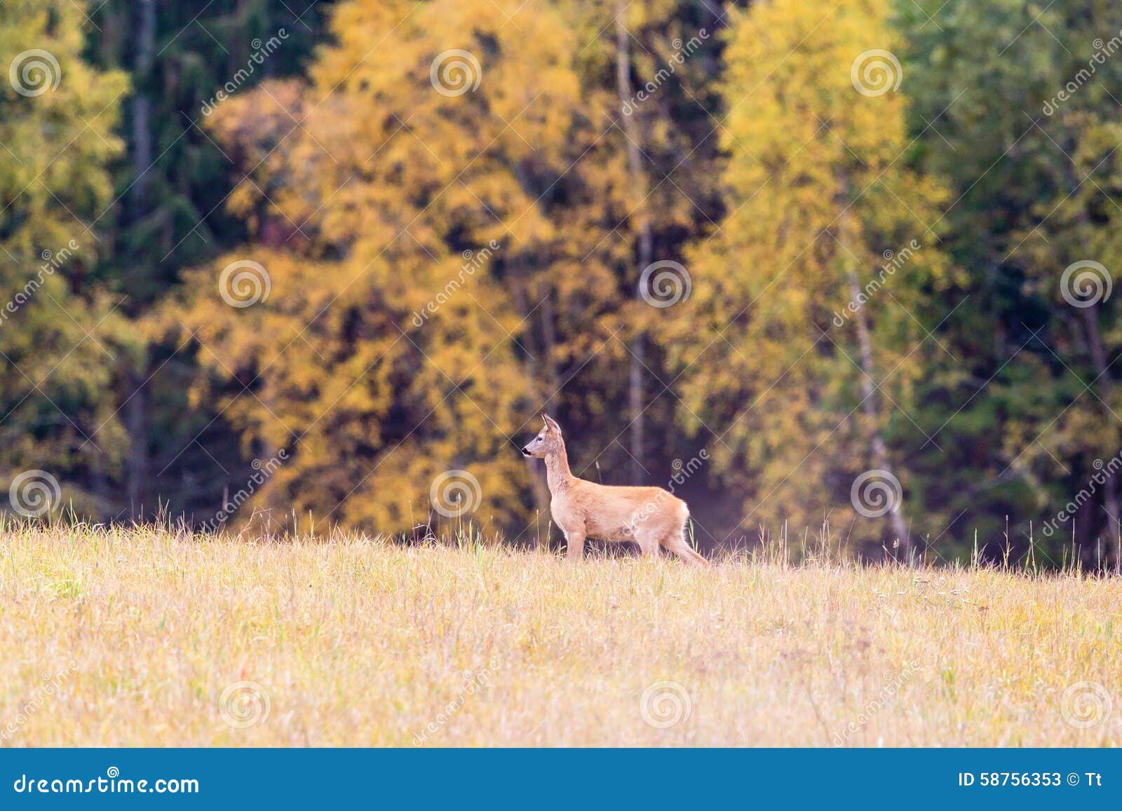 Roe deer in a meadow stock image. Image of woods, autumn - 58756353