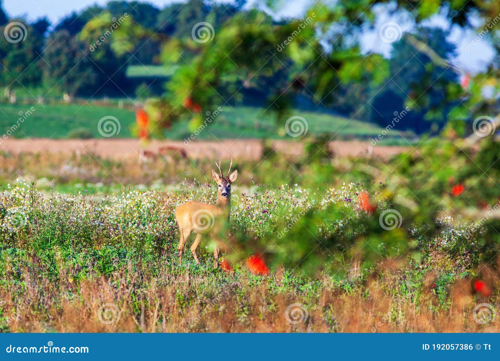 Roe Deer on a Meadow with Som Rowan Tree Branches Stock Photo - Image ...