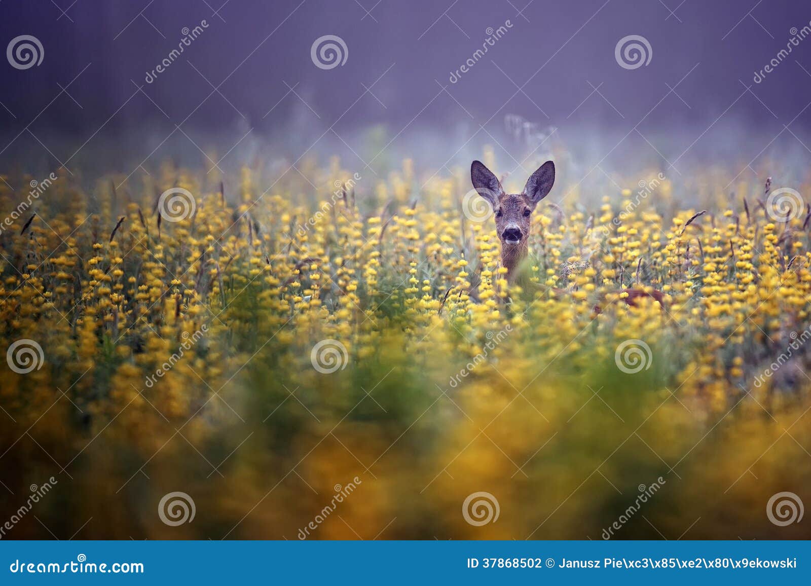 Roe-deer in the Morning Mist Stock Photo - Image of mammals, looking ...