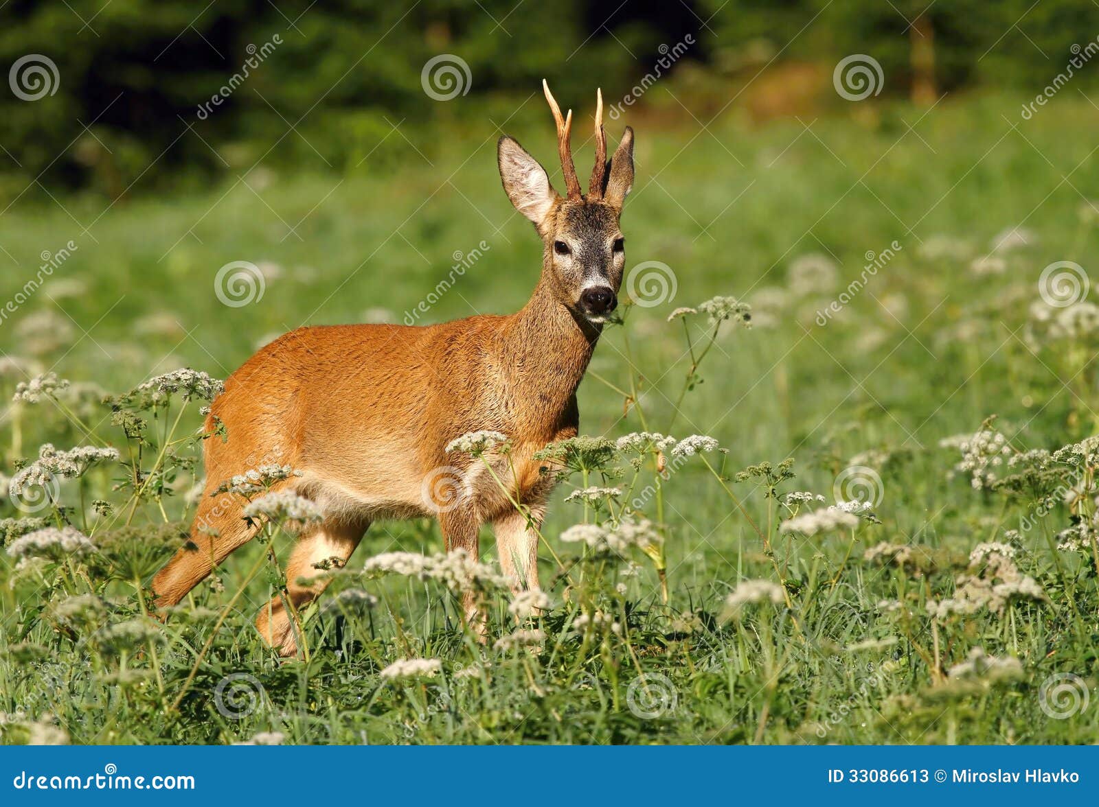 Roe deer stock image. Image of male, animal, wild, stag - 33086613