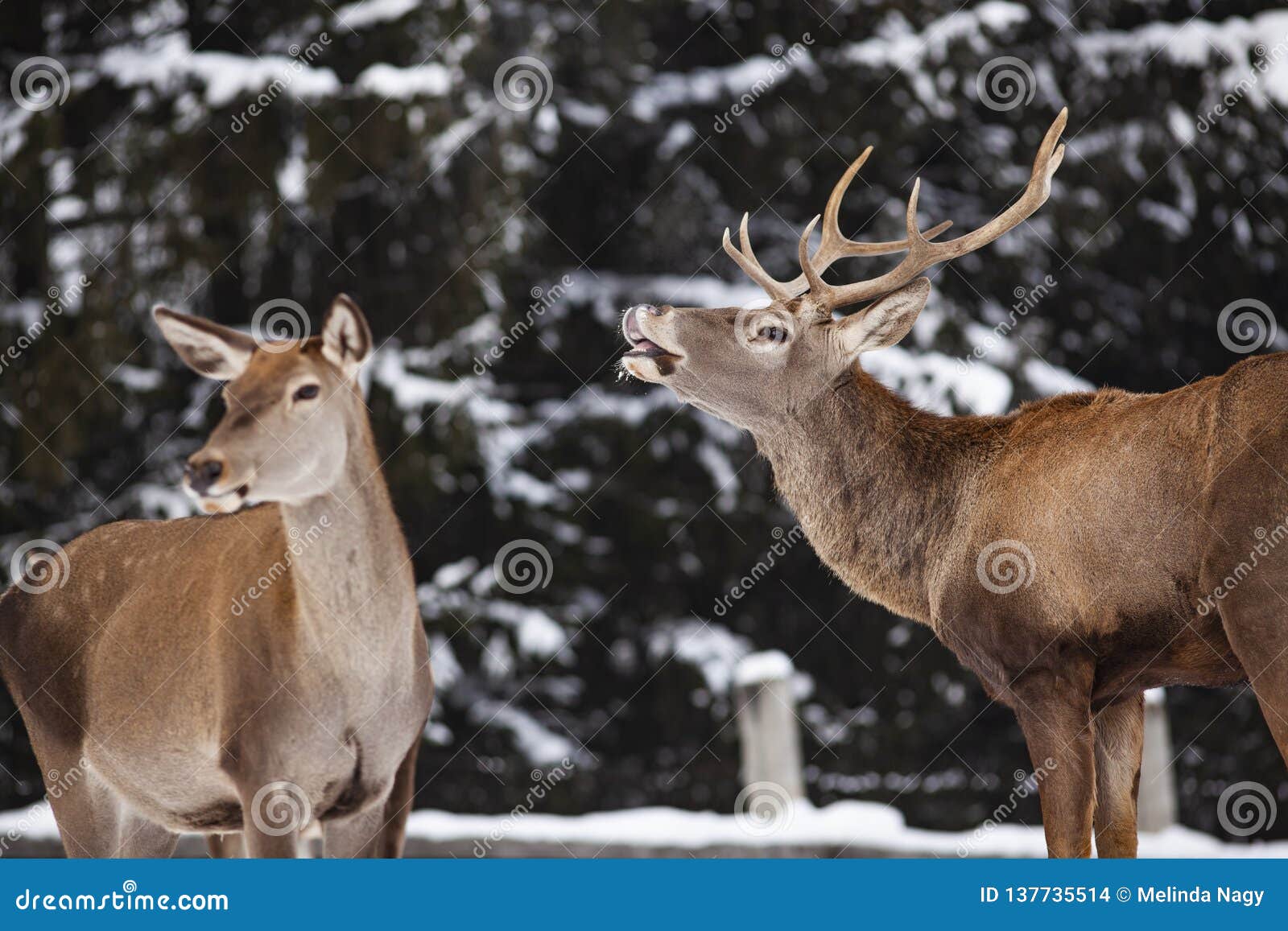 Roe Deer and Noble Deer Stag in Winter Snow Stock Photo - Image of ...