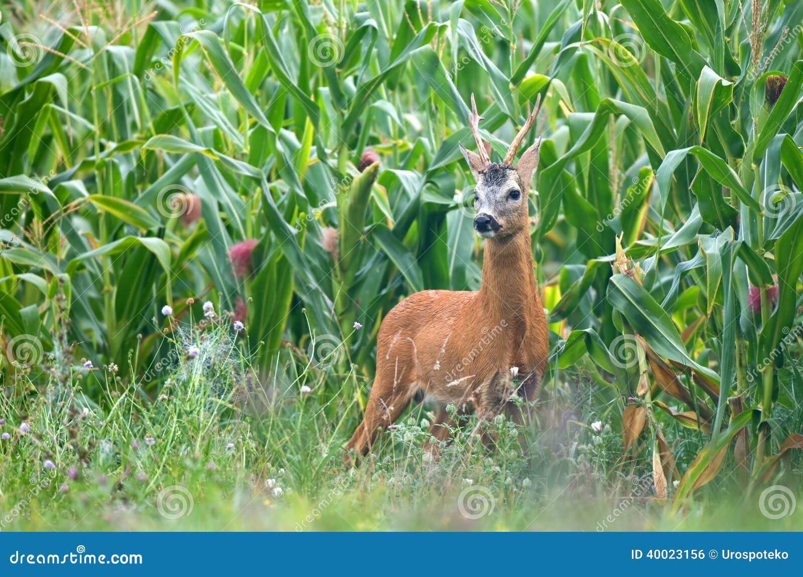 Roe deer stock photo. Image of meadow, fauna, wildlife - 40023156