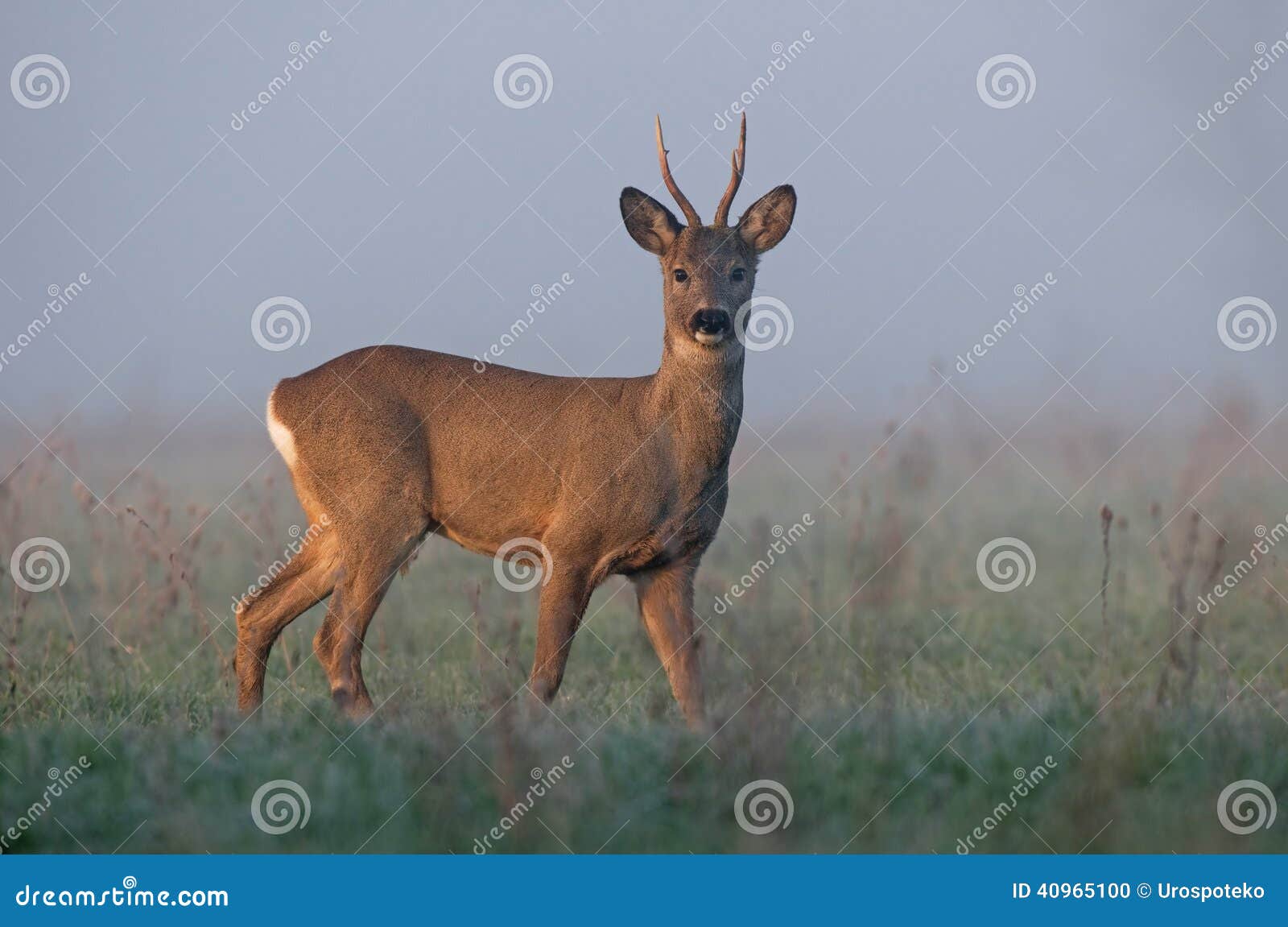 Roe deer stock photo. Image of western, animal, meadow - 40965100