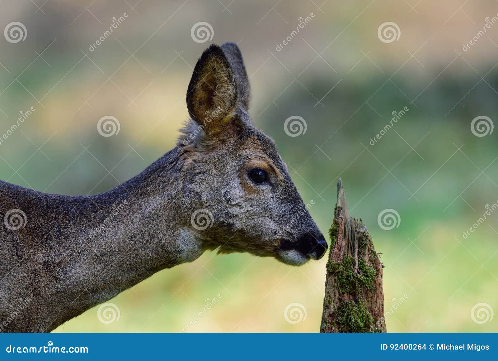 Roe deer portrait stock photo. Image of deer, head, wildanimal - 92400264