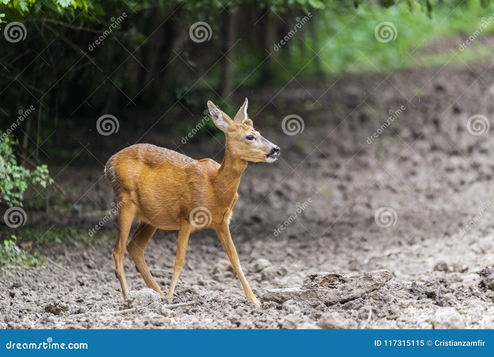 Roe deer portrait stock image. Image of female, mammal - 117315115