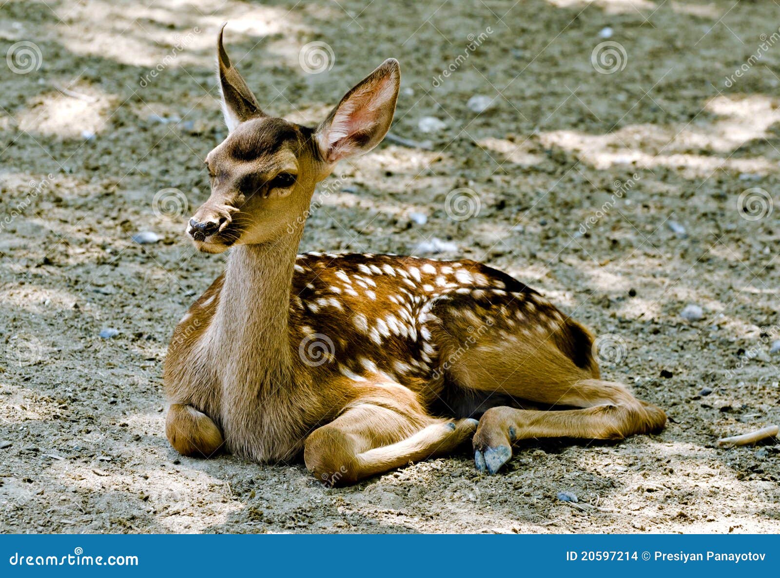 Roe deer resting stock photo. Image of fall, fauna, environment - 20597214