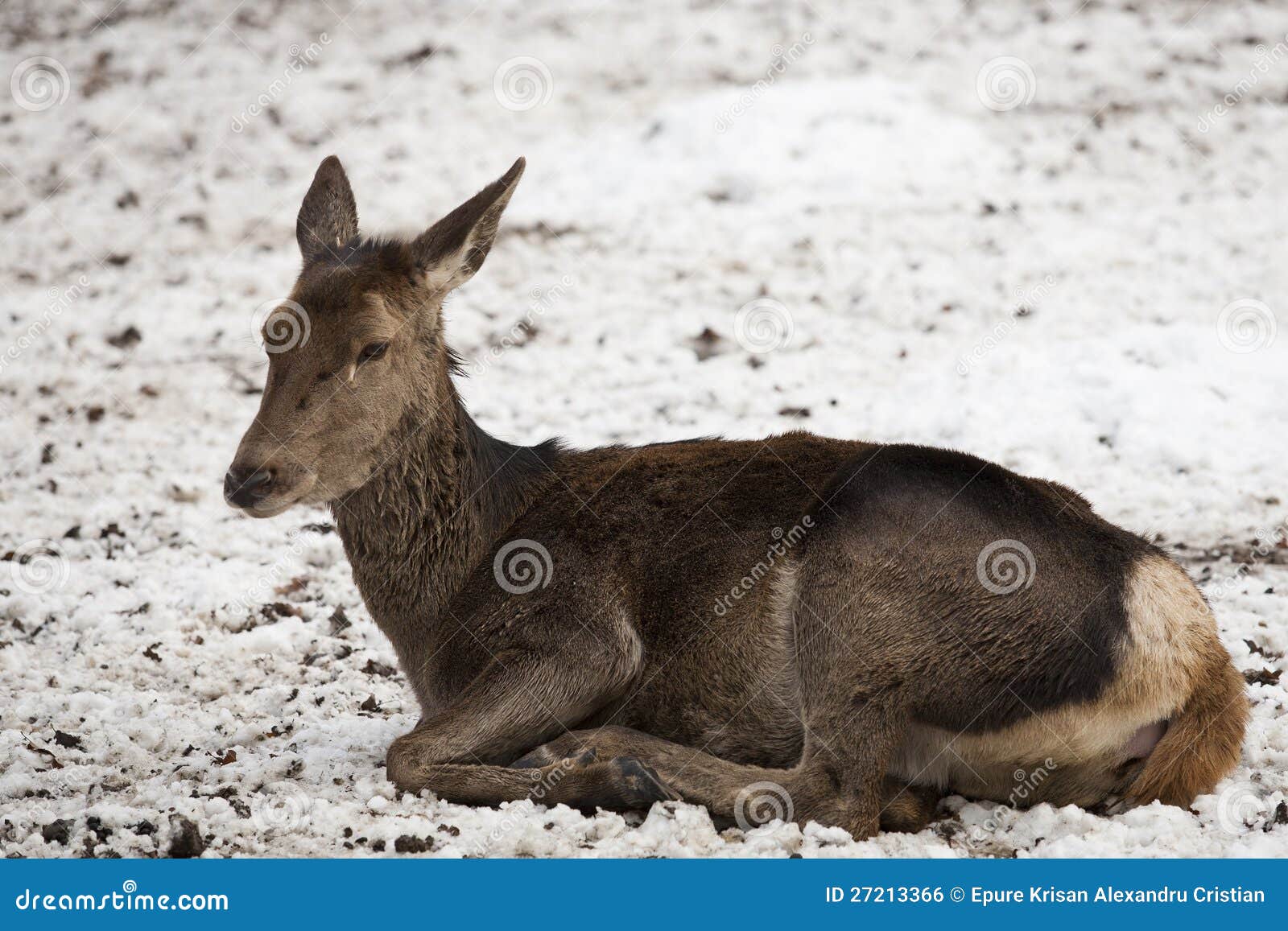 Roe deer resting stock photo. Image of animal, indoors - 27213366