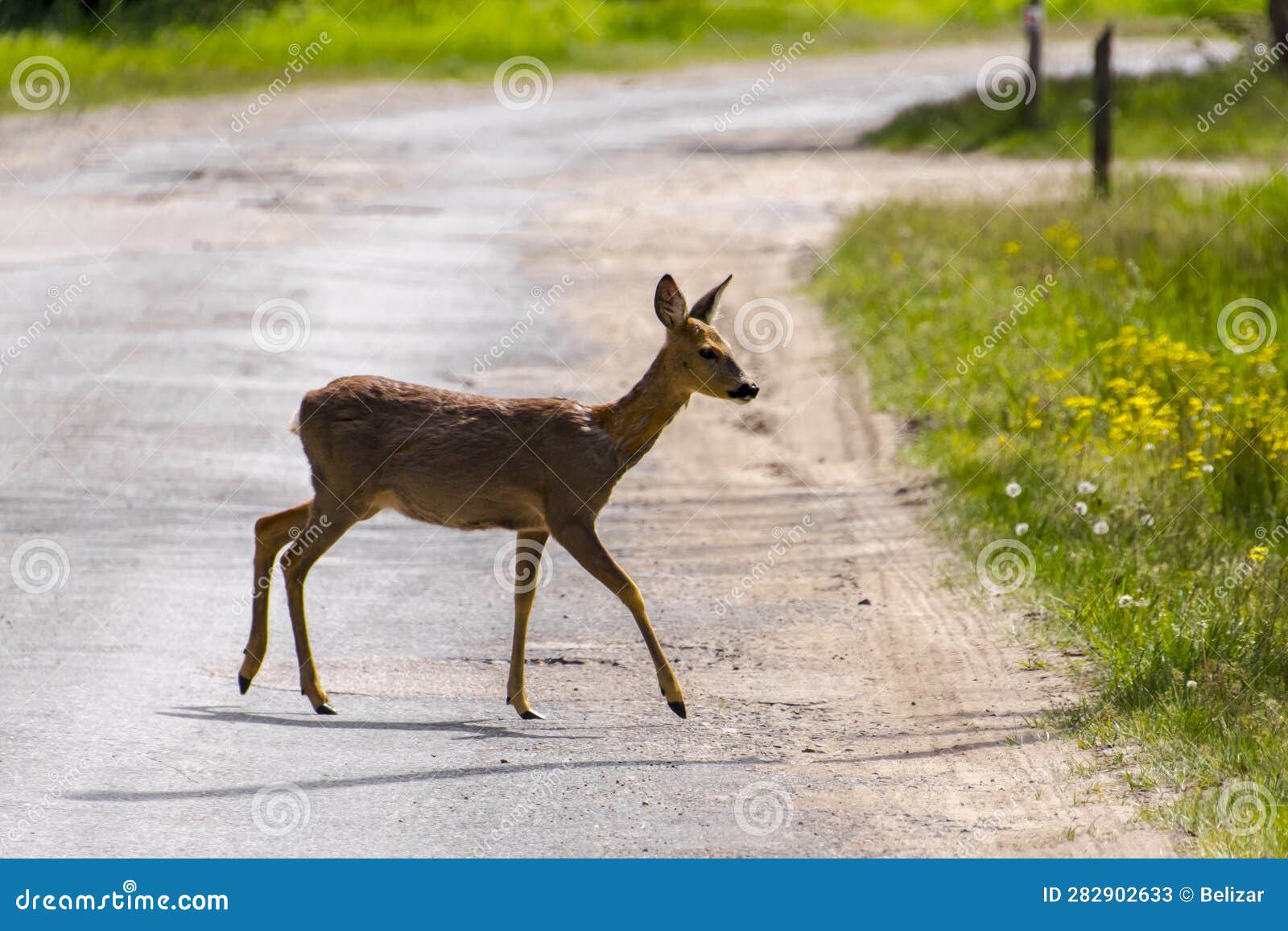 Roe Deer on a Road in Early Spring Stock Image - Image of walking ...