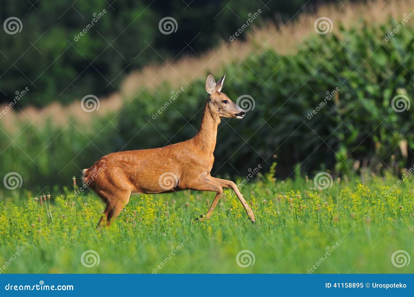 Roe deer running stock image. Image of fauna, outdoor - 41158895