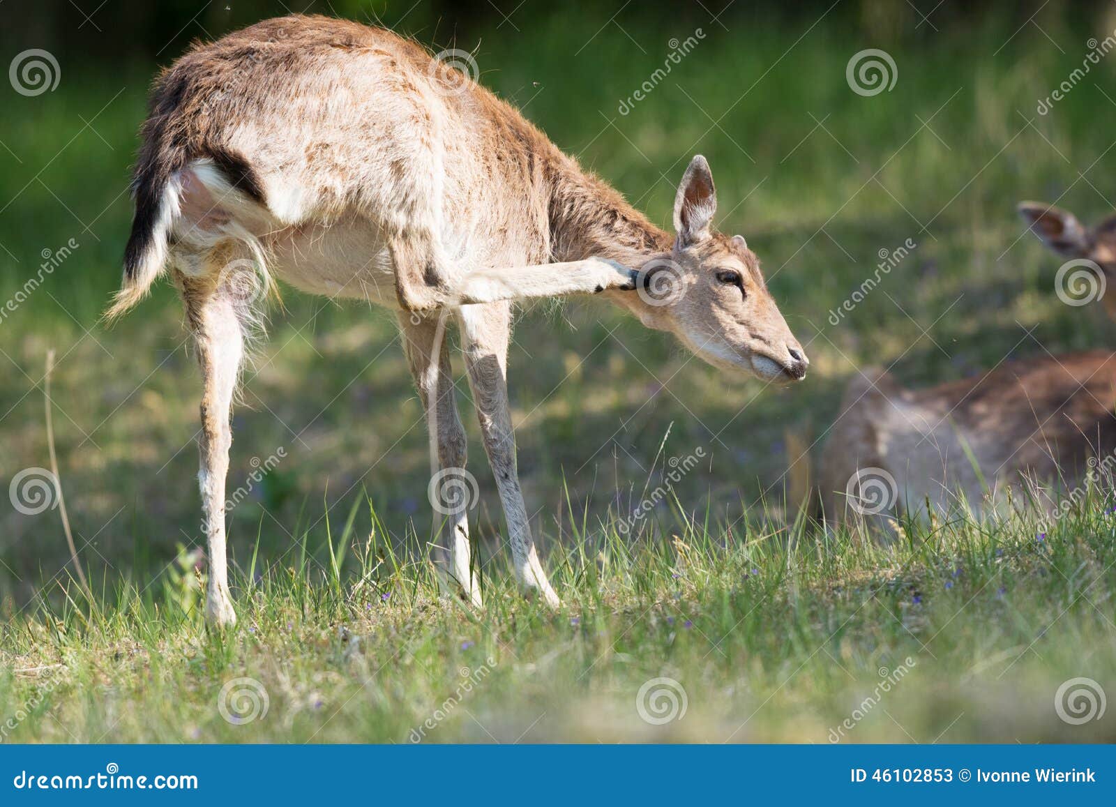 Roe deer scratching stock image. Image of deer, high - 46102853