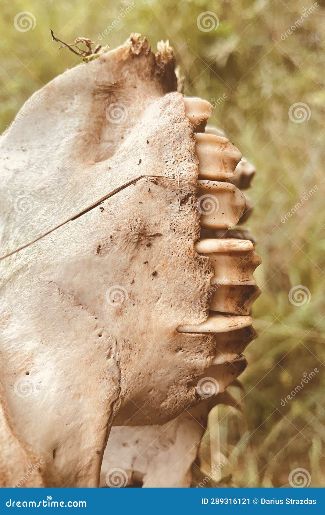 Roe deer skeleton stock image. Image of leaf, soil, trunk - 289316121
