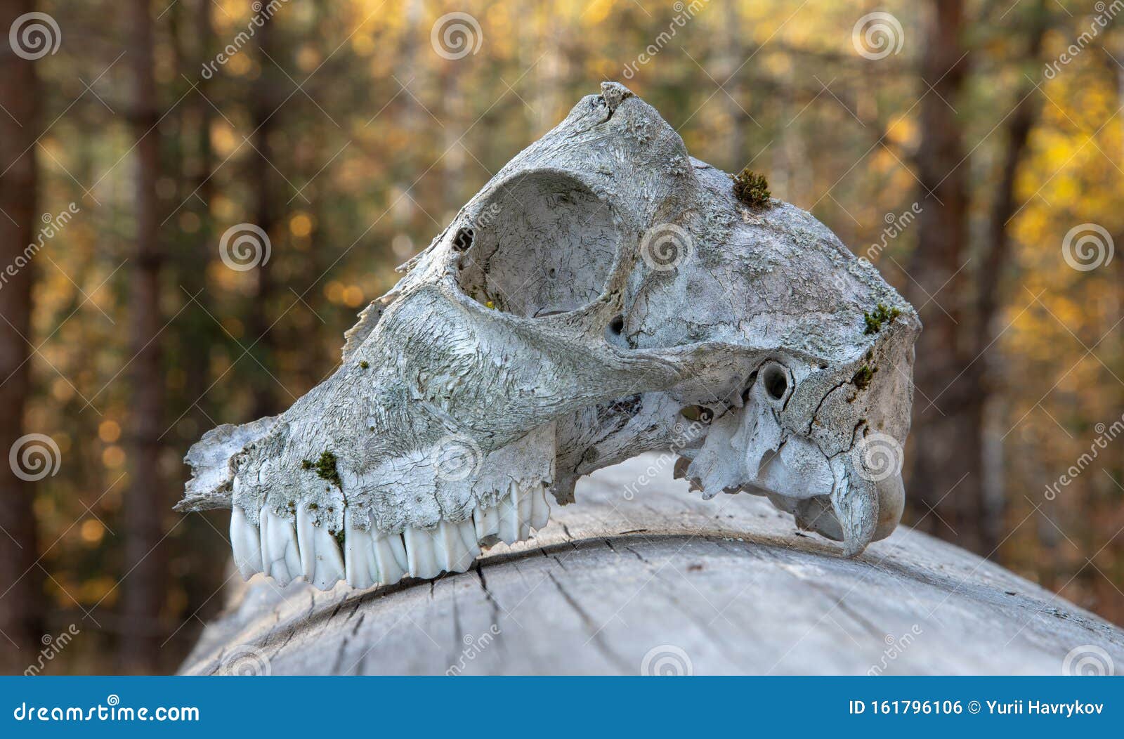 Roe Deer Skull Lies on a Tree Trunk in the Forest, Covered with Moss ...