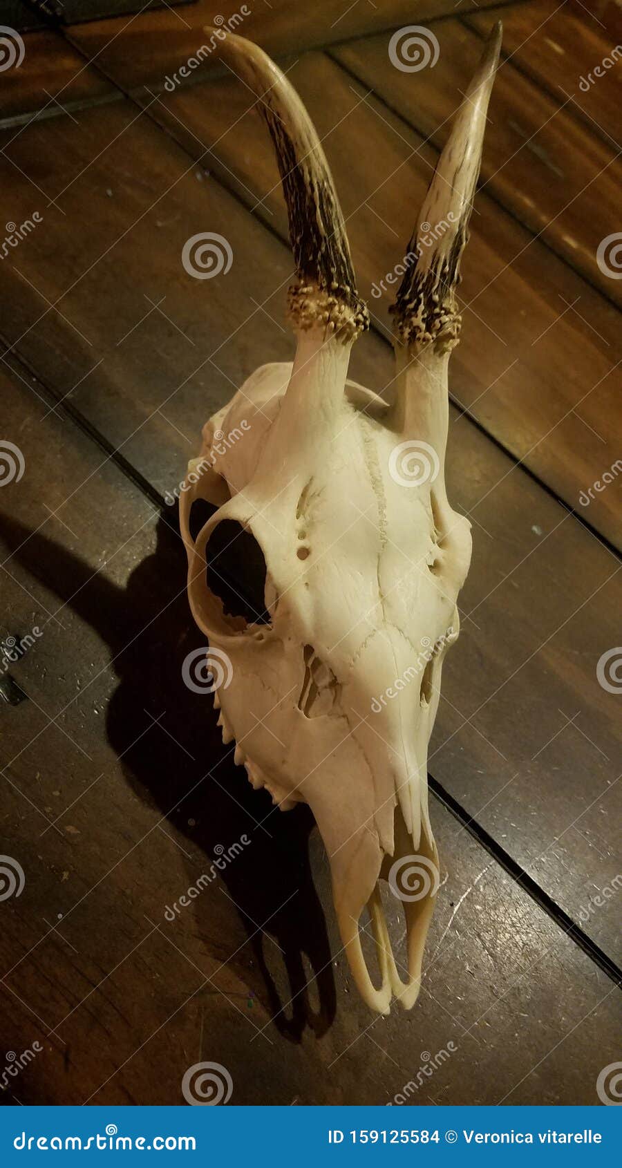 Roe Deer Skull stock photo. Image of skull, wildlife - 159125584