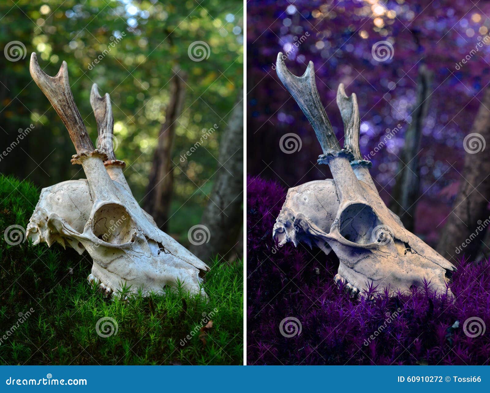Roe deer skull stock photo. Image of death, bone, brown - 60910272